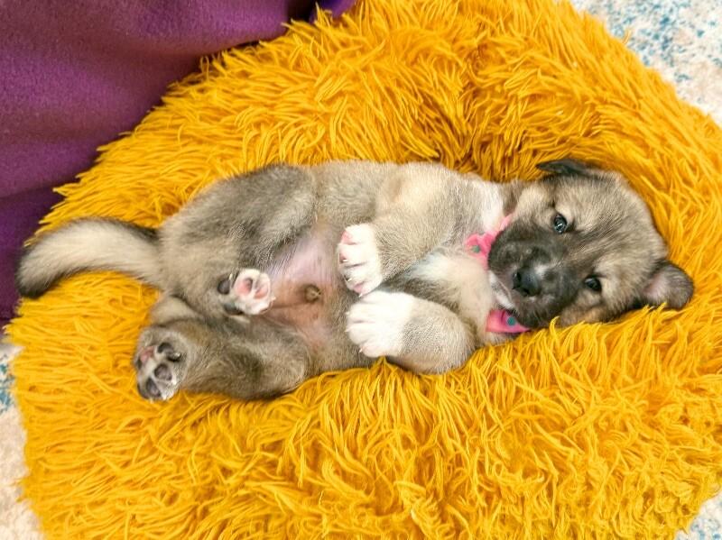 Dog for adoption - Oliver Chili Pepper, a German Shepherd Dog ...