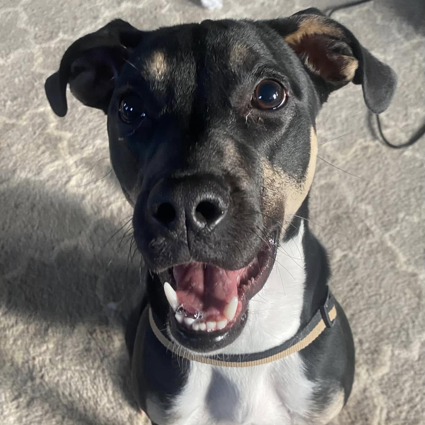 Dog for adoption - Nugget, a Mixed Breed in Nottingham, MD | Petfinder