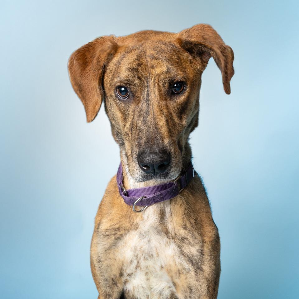 Dog for adoption - Dazzle-Me-Drew, a Tennessee Treeing Brindle Mix in Albuquerque, NM | Petfinder