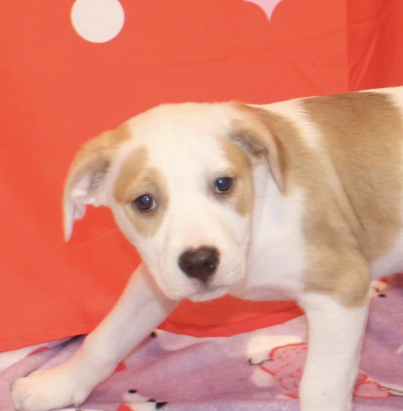 Dog for adoption - Marie, a Pit Bull Terrier Mix in Stuarts Draft, VA ...