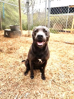 Dog for adoption - Bella Lab Mix Sweet her best friend is a CAT - They ...