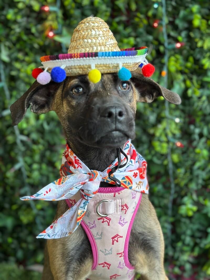 Dog for adoption - Cordelia, a Belgian Shepherd / Malinois & Boxer Mix ...
