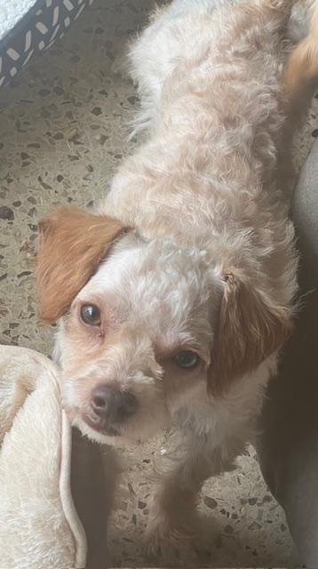Dog for adoption - BENNIE, a Terrier & Poodle Mix in DANBURY, CT | Petfinder