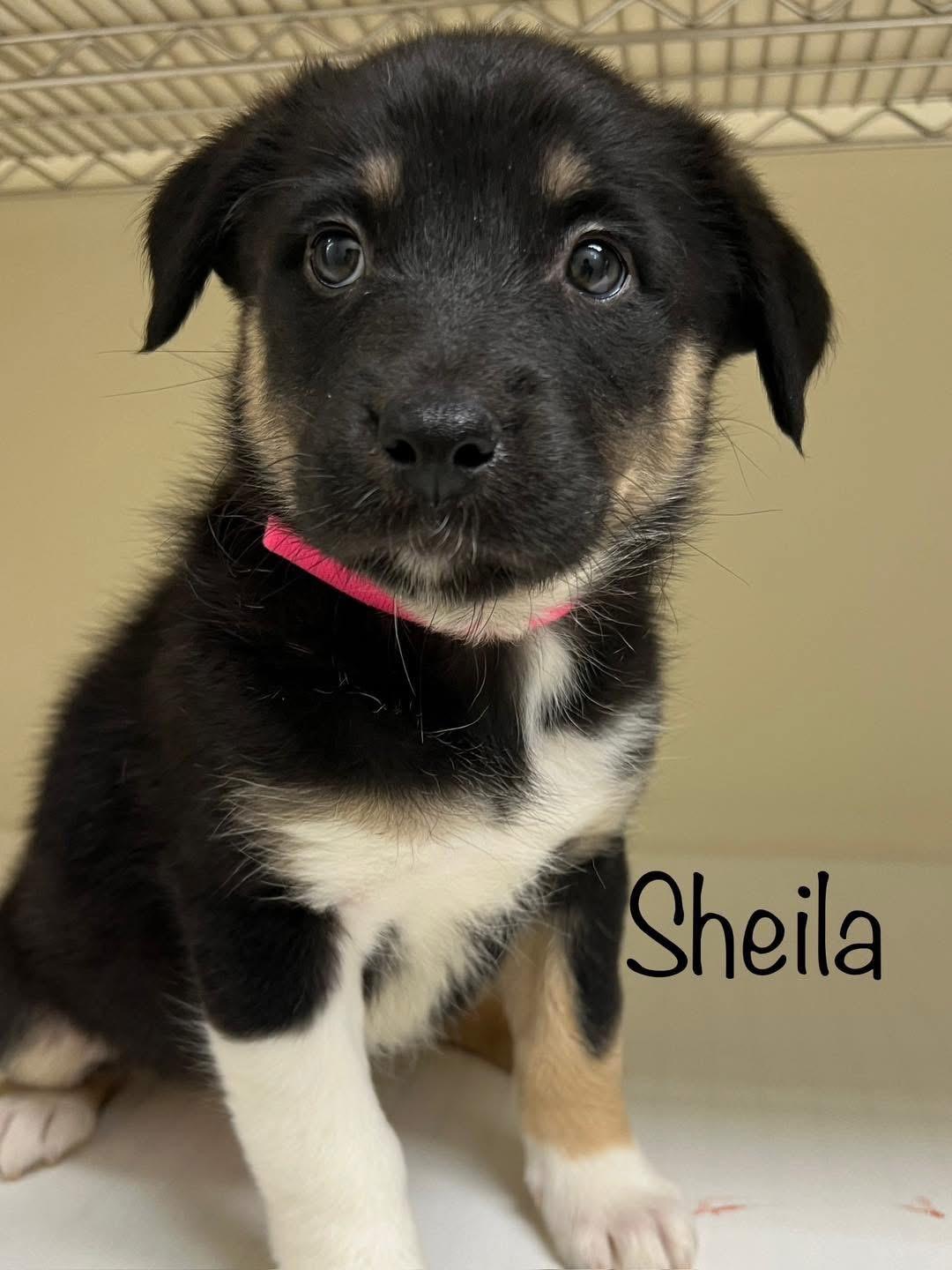 Dog for adoption - Sheila, an Australian Shepherd Mix in Pawleys Island ...