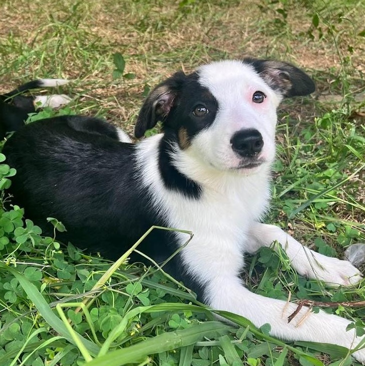 Dog for adoption - Patch - Cuddly Border Collie girl, a Border Collie ...