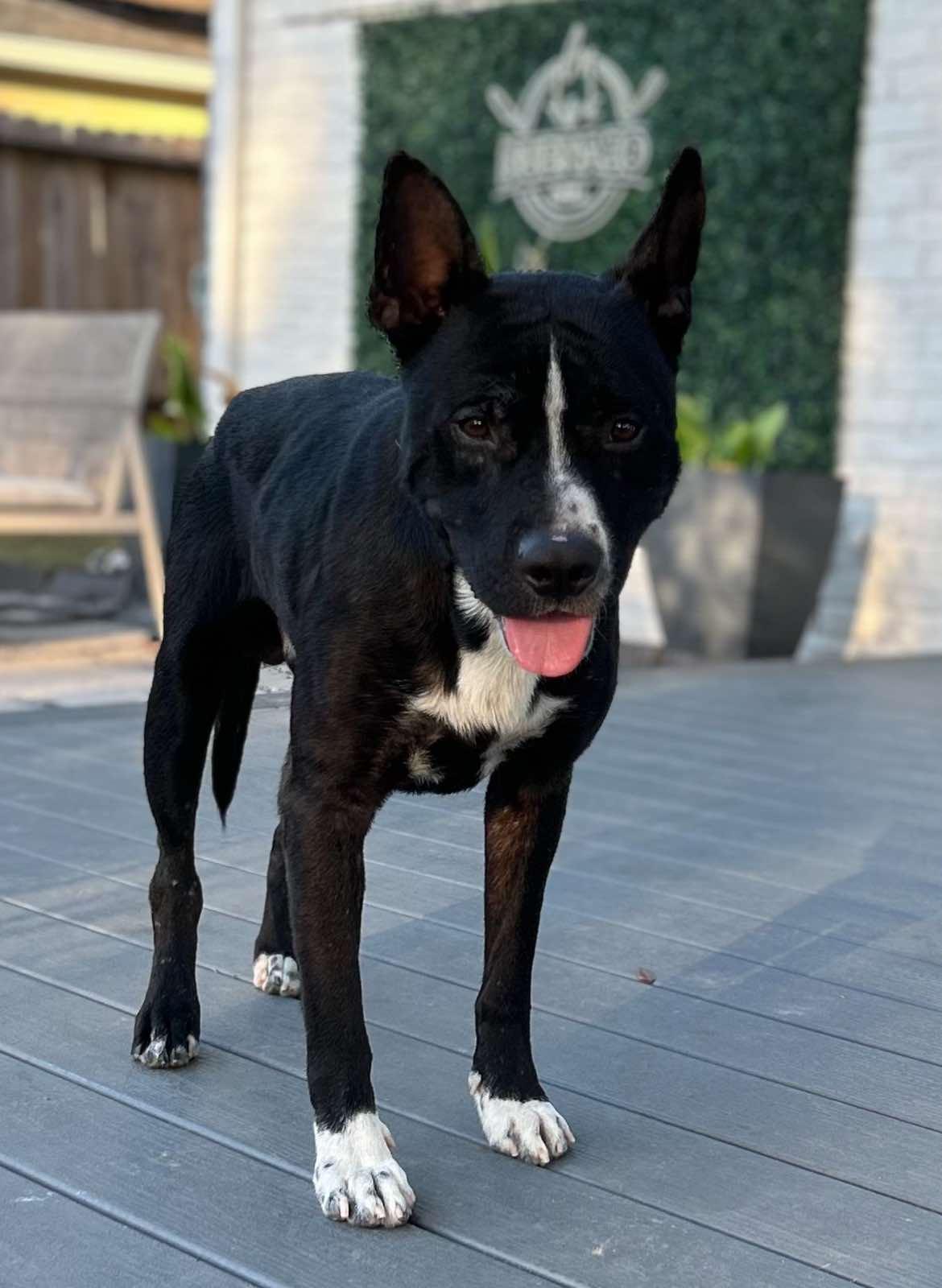 Dog for adoption - Oreo, an American Staffordshire Terrier Mix in ...