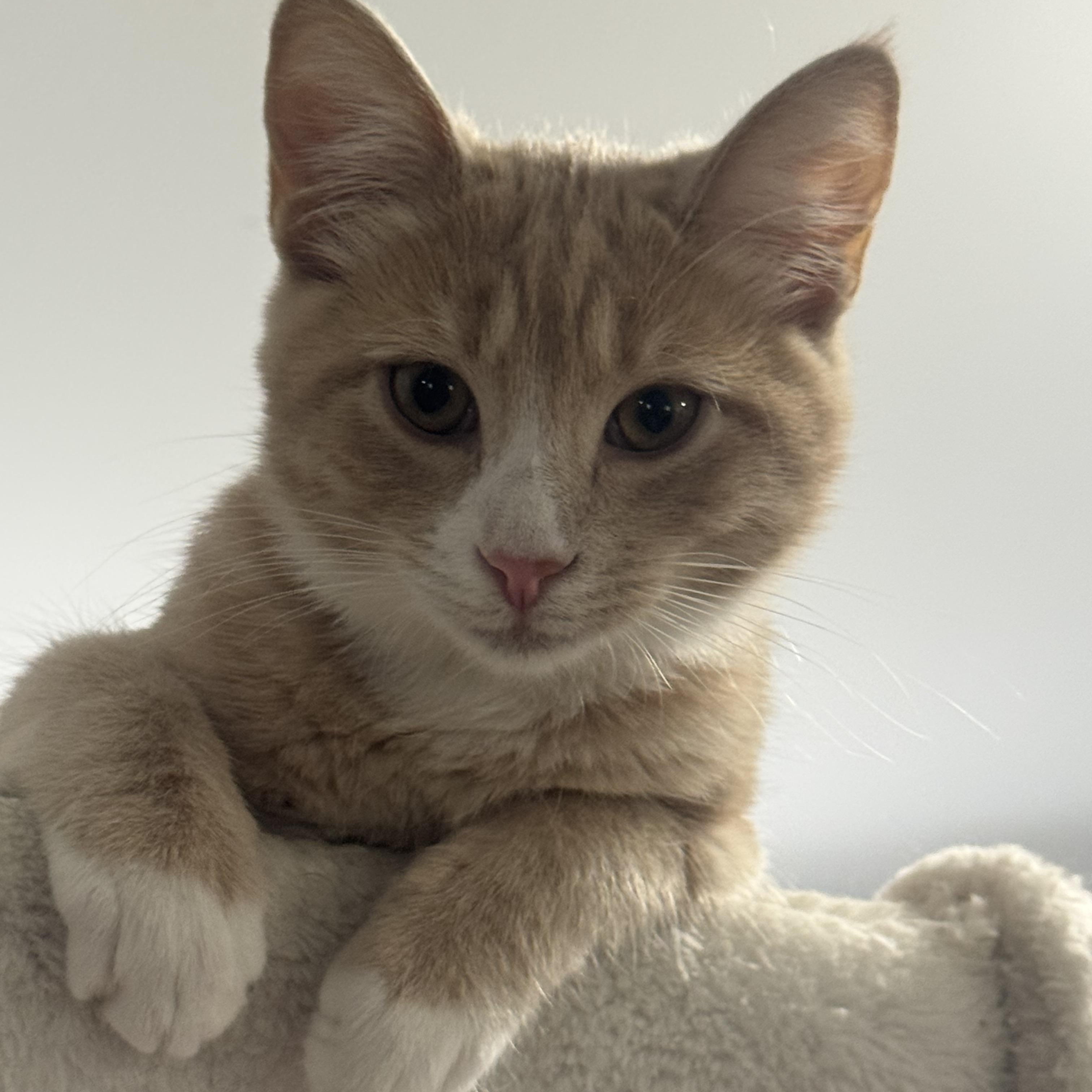 Cat for adoption - Dexter and Monty, a Domestic Short Hair in Charlotte, NC | Petfinder