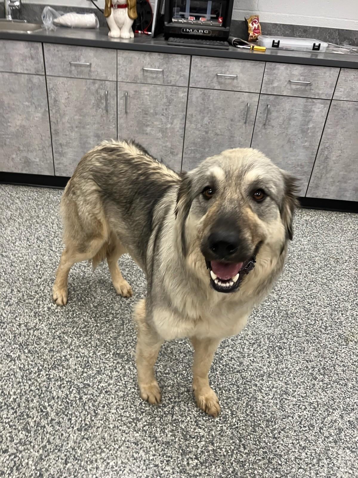 Dog for adoption - Dixie, a Great Pyrenees & Shepherd Mix in Mustang ...