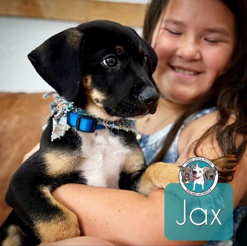 Dog for adoption - Jax, a Rottweiler Mix in Twin Falls, ID | Petfinder