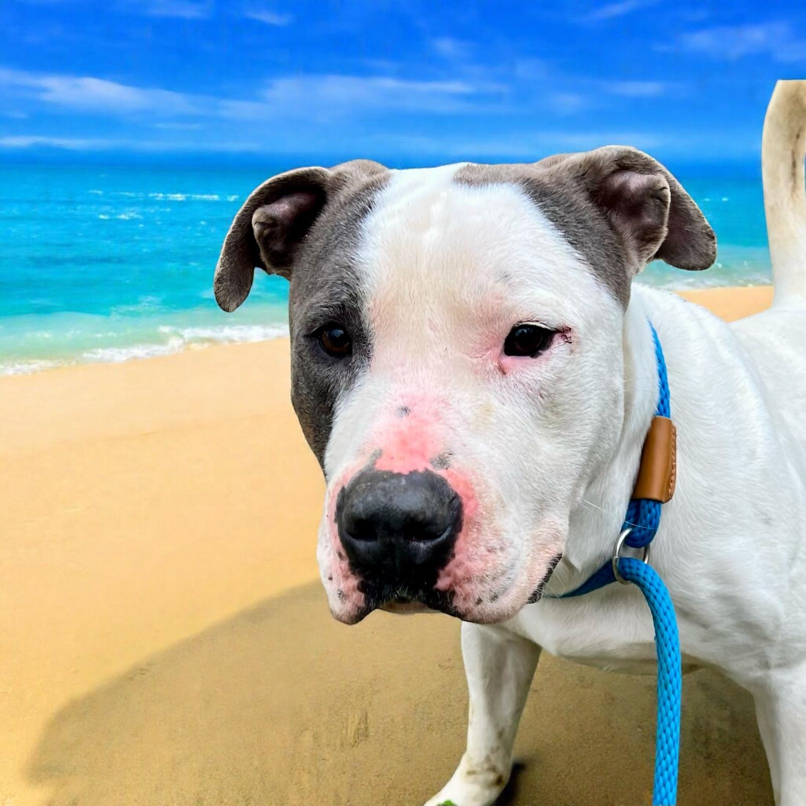 Dog for adoption - Tate, a Bull Terrier & Pit Bull Terrier Mix in Horn ...