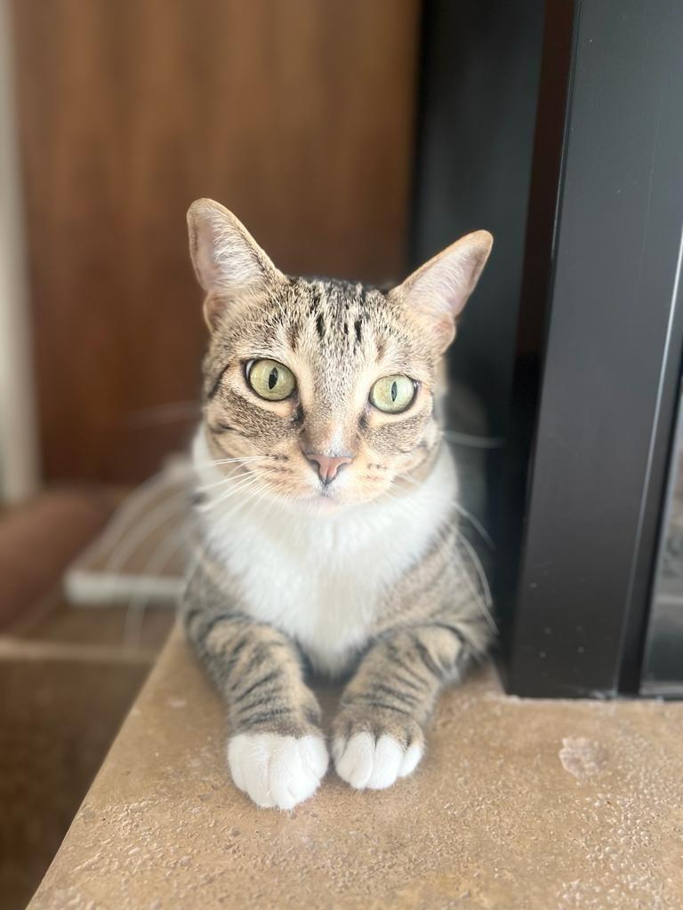 Cat for adoption - Fiona, an American Shorthair in Seattle, WA | Petfinder