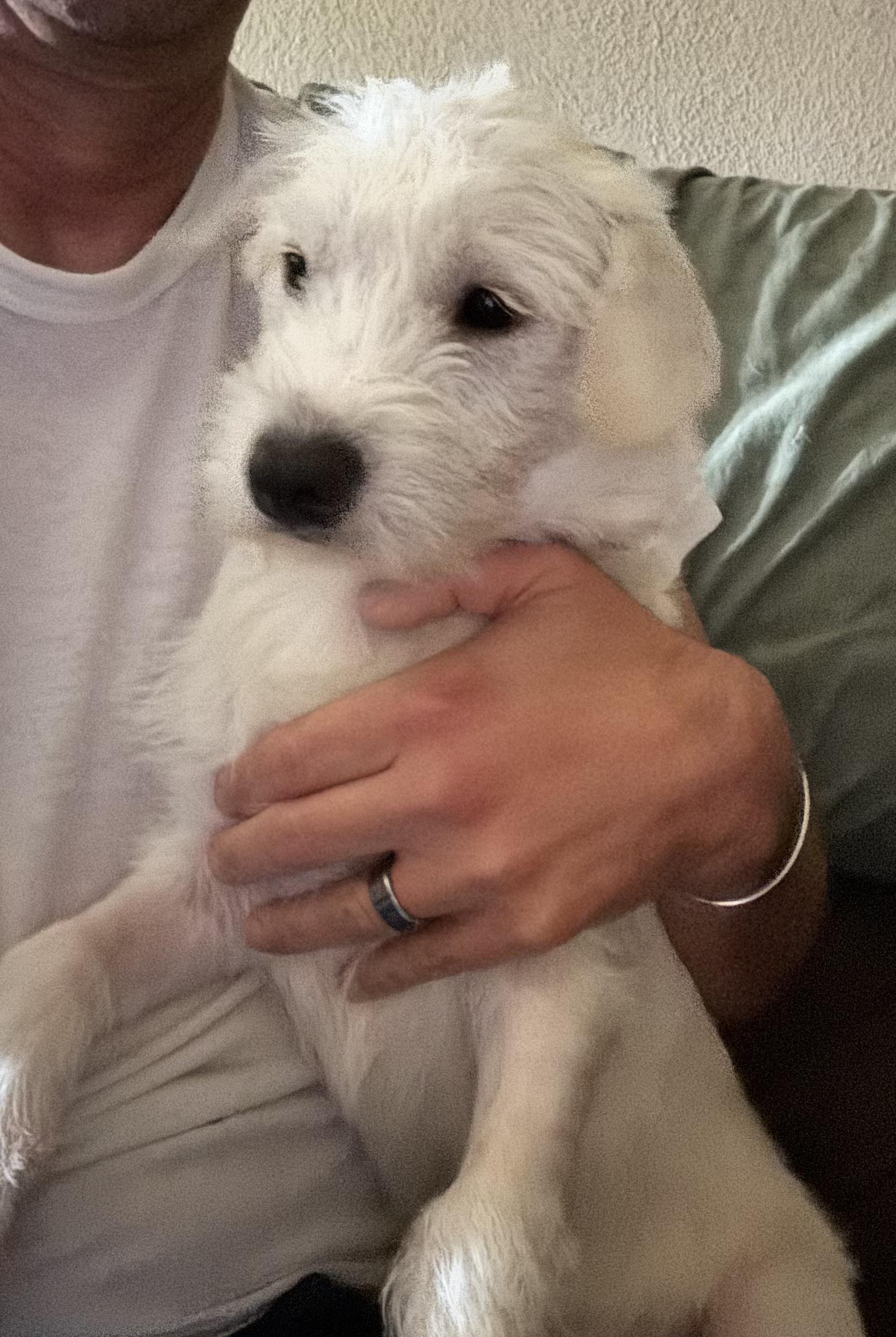 Dog for adoption - James, a West Highland White Terrier / Westie Mix in ...