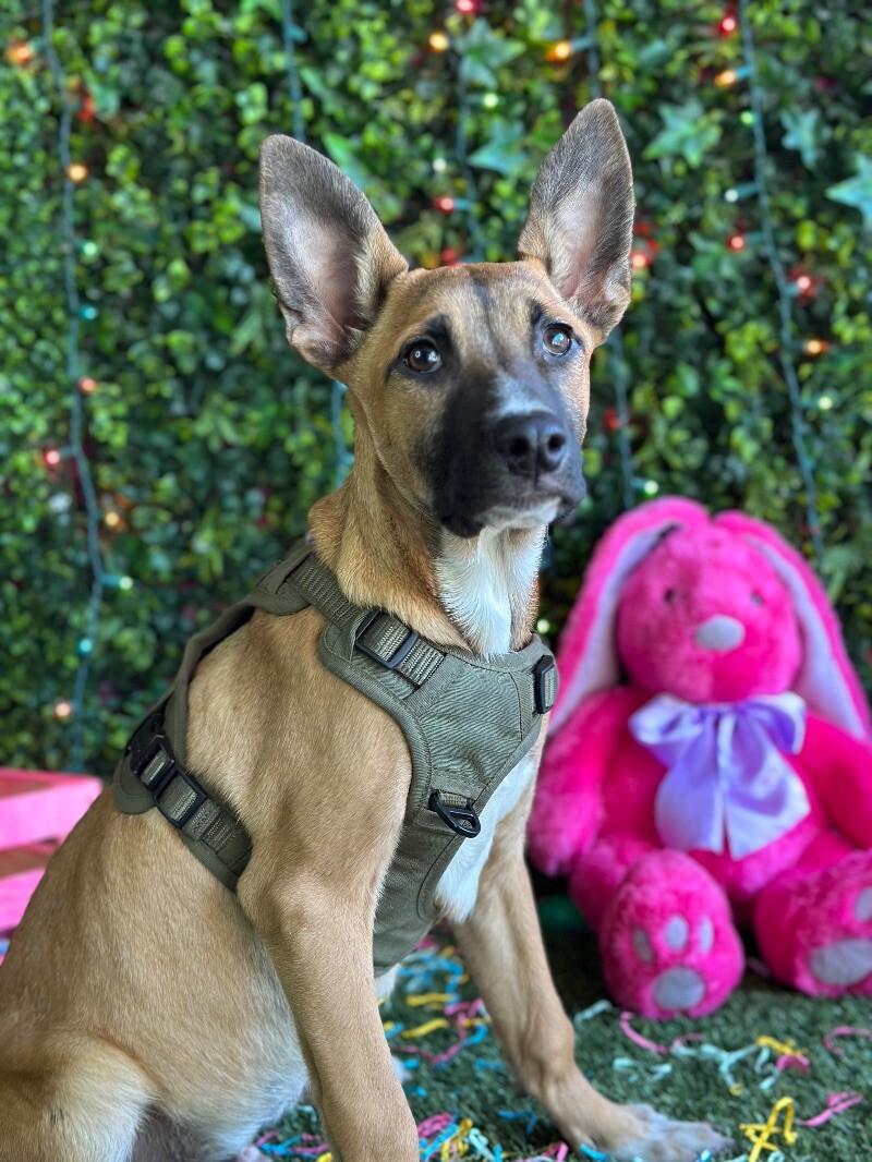 Dog for adoption - Saturn, a German Shepherd Dog Mix in Aliso Viejo, CA ...