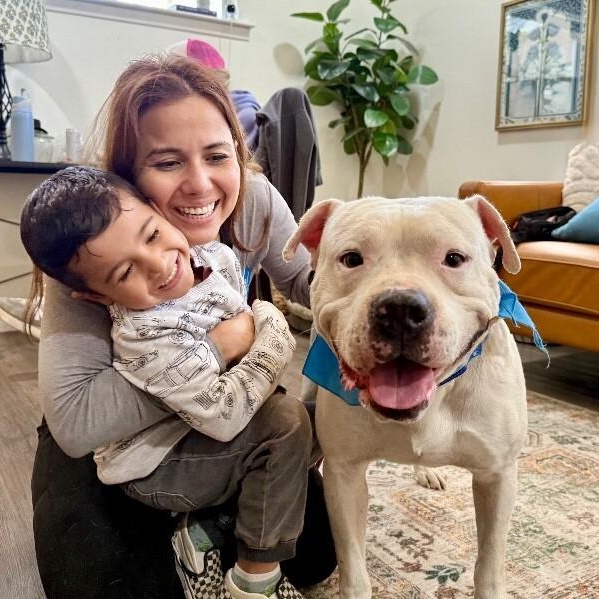 Dog for adoption - Chance of love for you, an American Bulldog & Pit ...