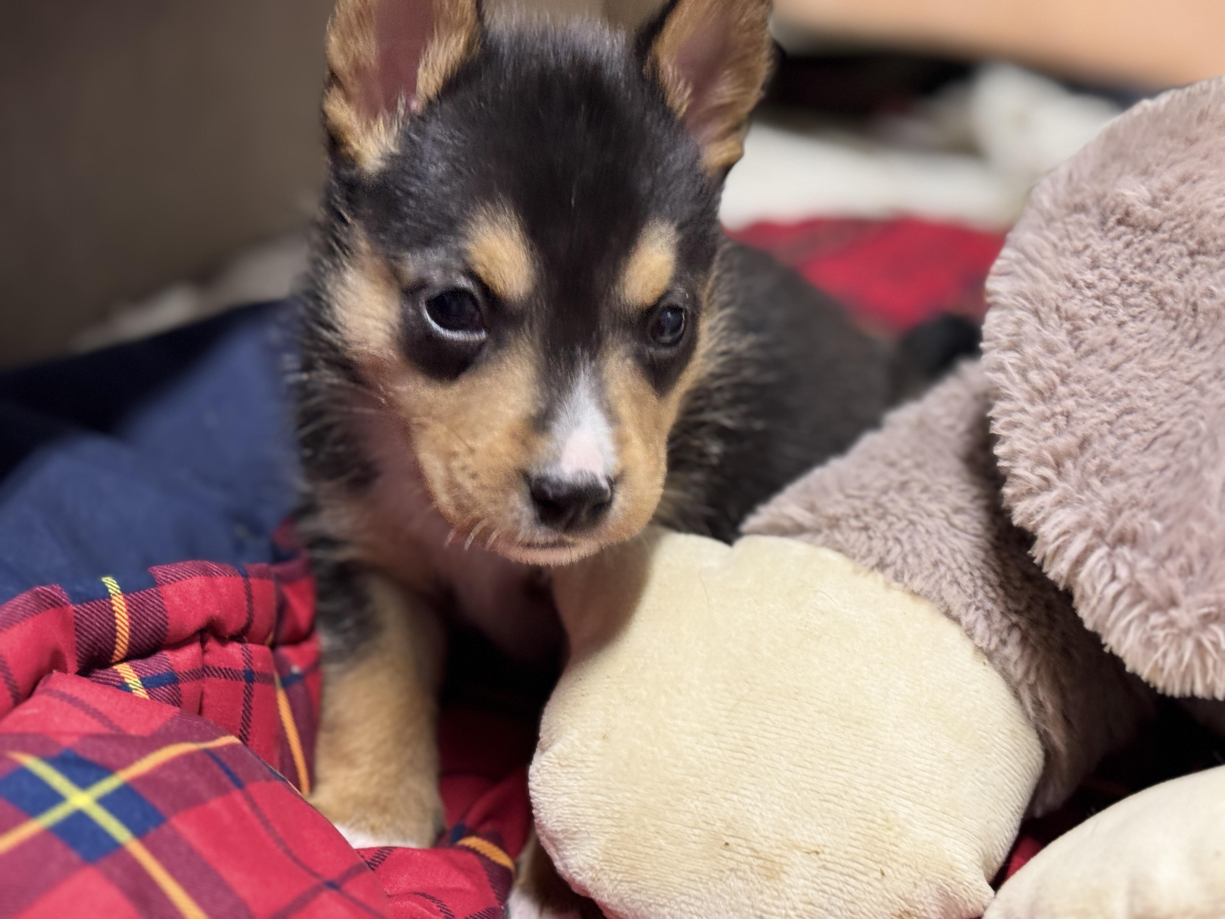 Dog for adoption - Baby Billy, an Australian Kelpie & Australian ...