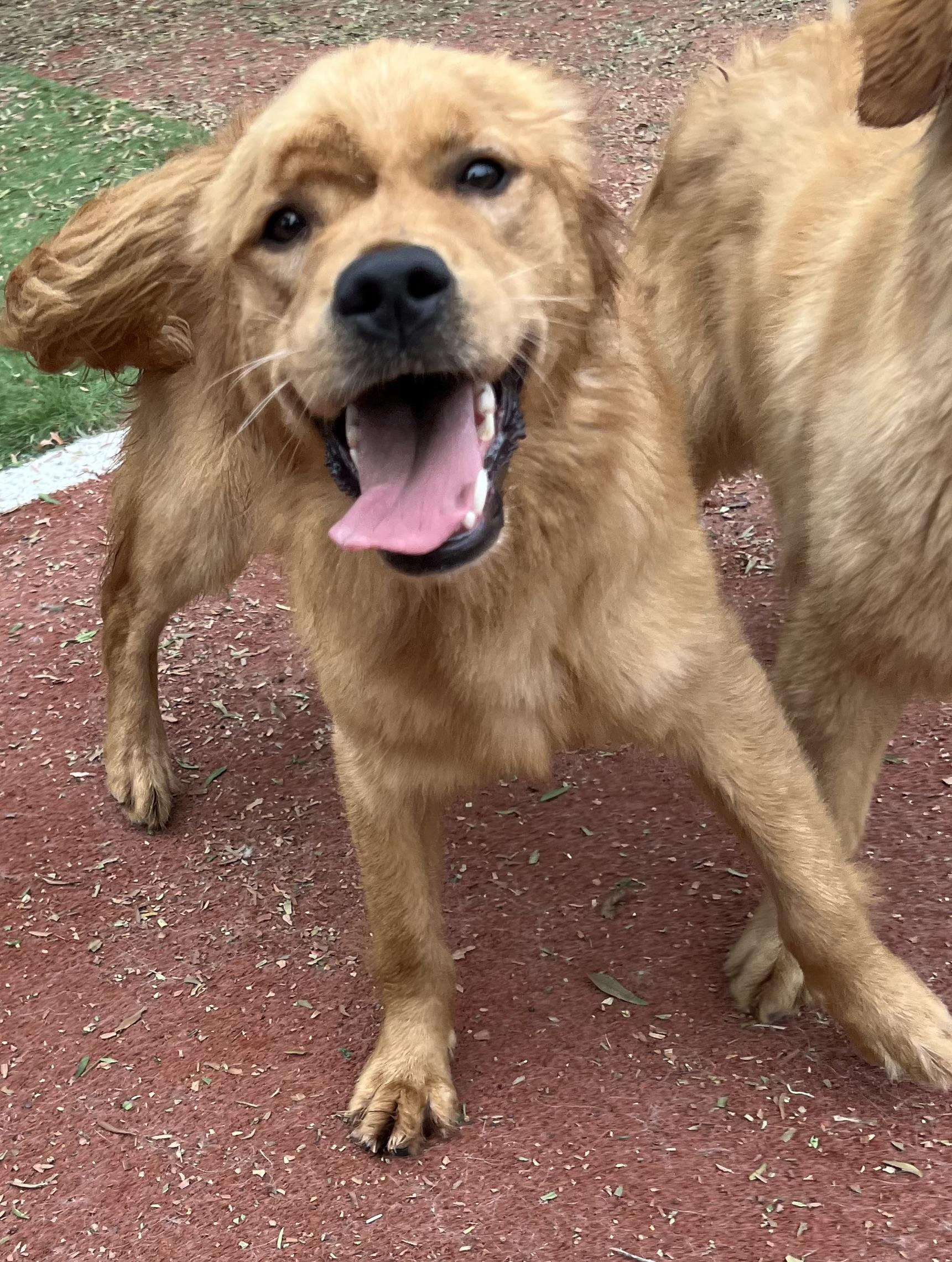 Dog for adoption - RUBY, a Golden Retriever in Carlsbad, CA | Petfinder