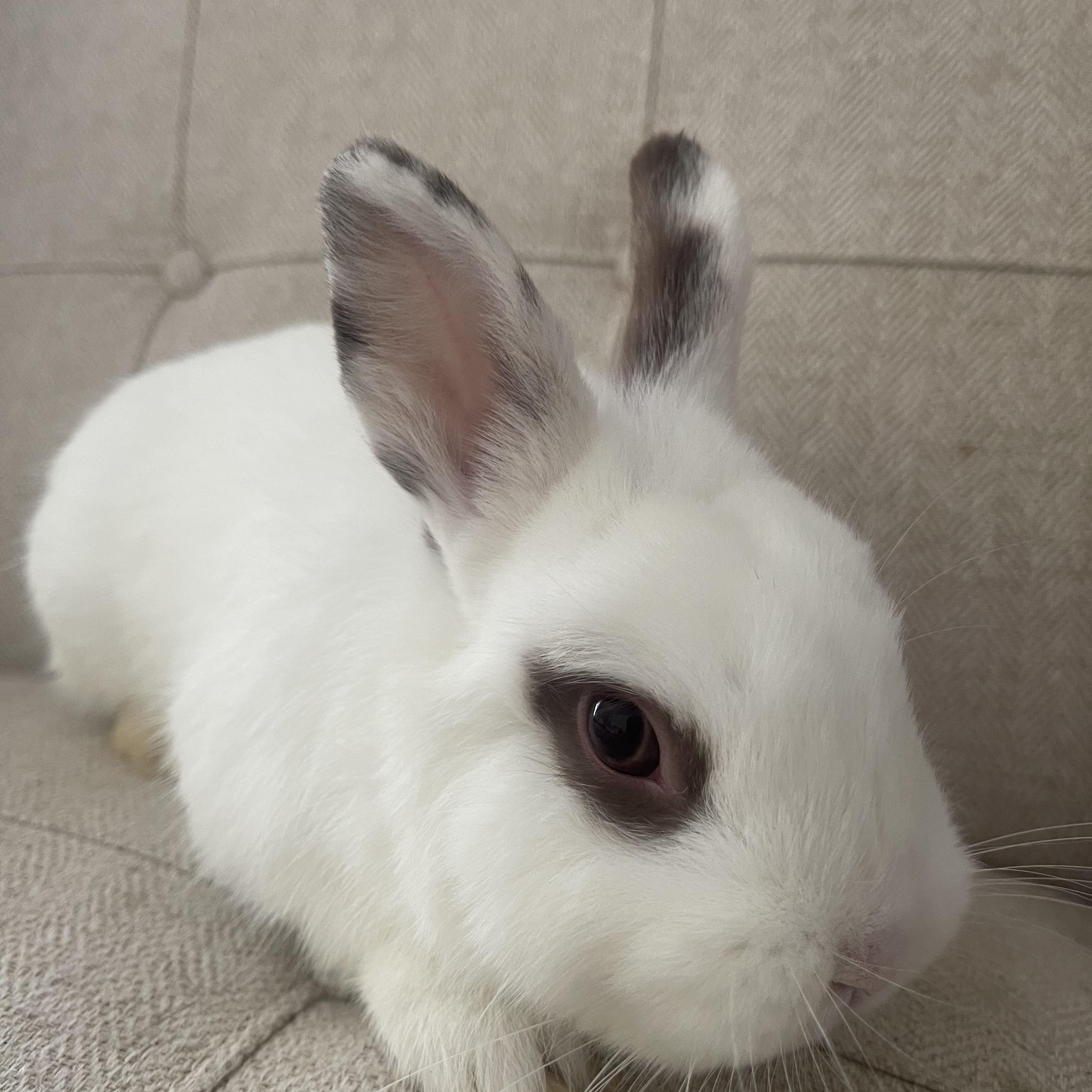 Rabbit for adoption - Aster, a Dwarf & Bunny Rabbit Mix in Birmingham ...
