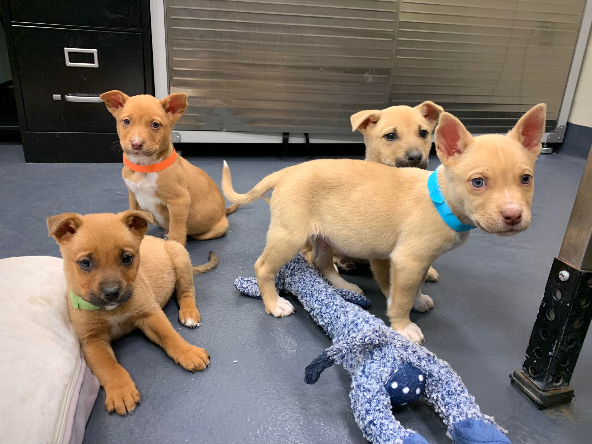 Dog for adoption - 98Degrees, NSYNC, Backstreet, Brittney, a Husky ...