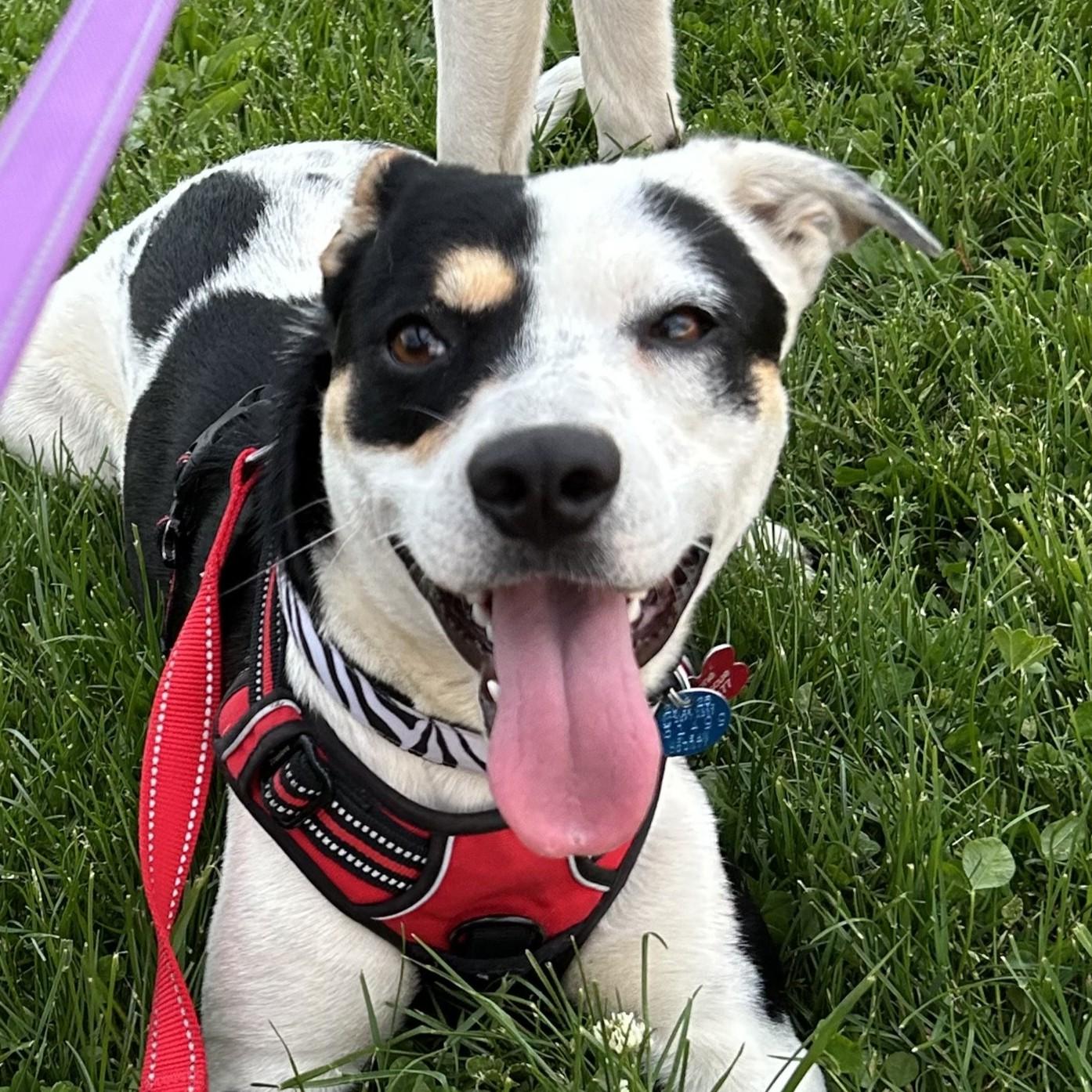 Dog for adoption - Nala, a Mixed Breed in Normal, IL | Petfinder