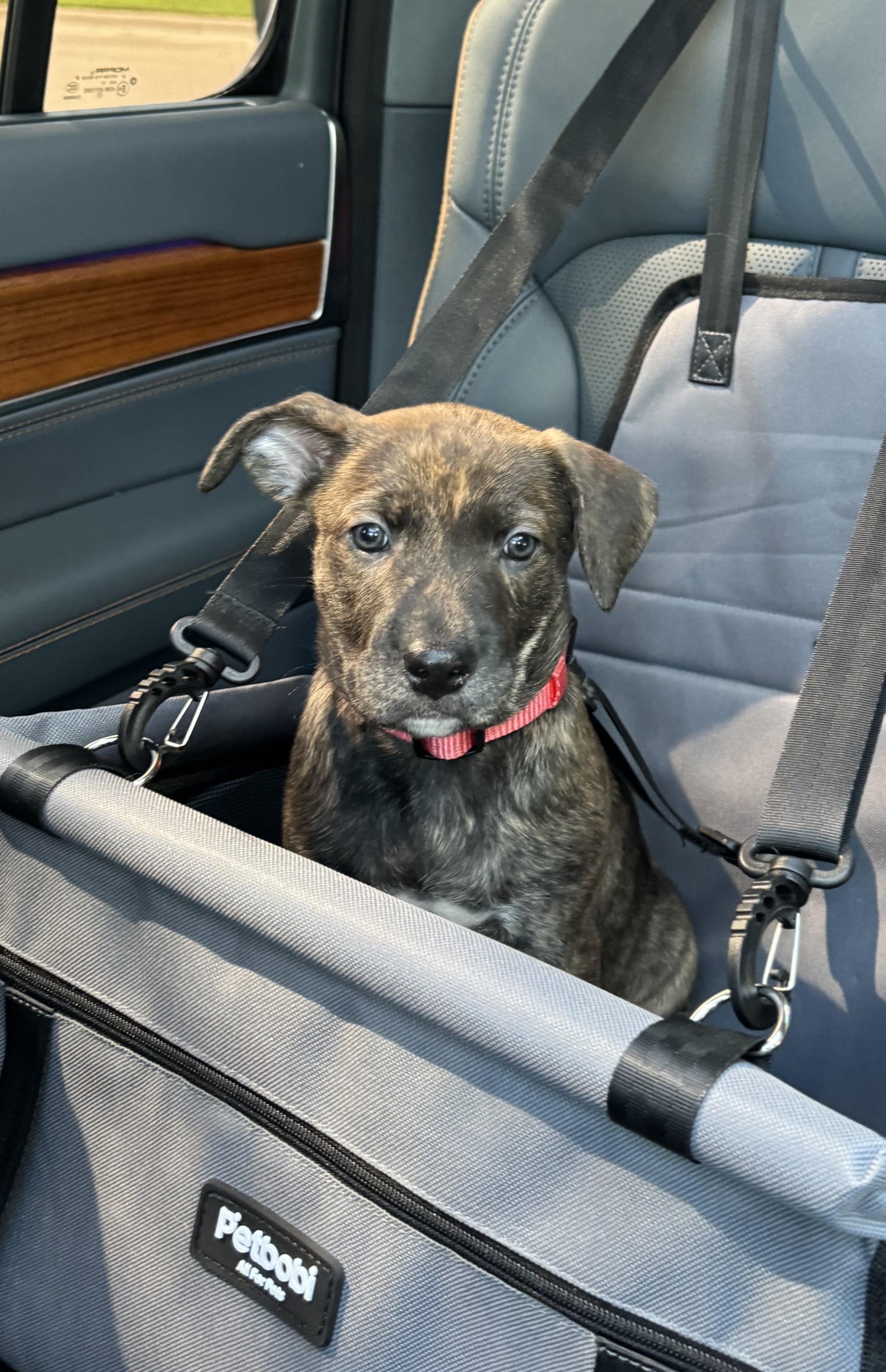 Dog for adoption - Calamity Jane, a Retriever Mix in Lacey, WA | Petfinder