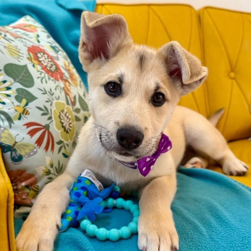 Dog for adoption - Oakley Fluffaluffagus, a Husky & Shepherd Mix in ...