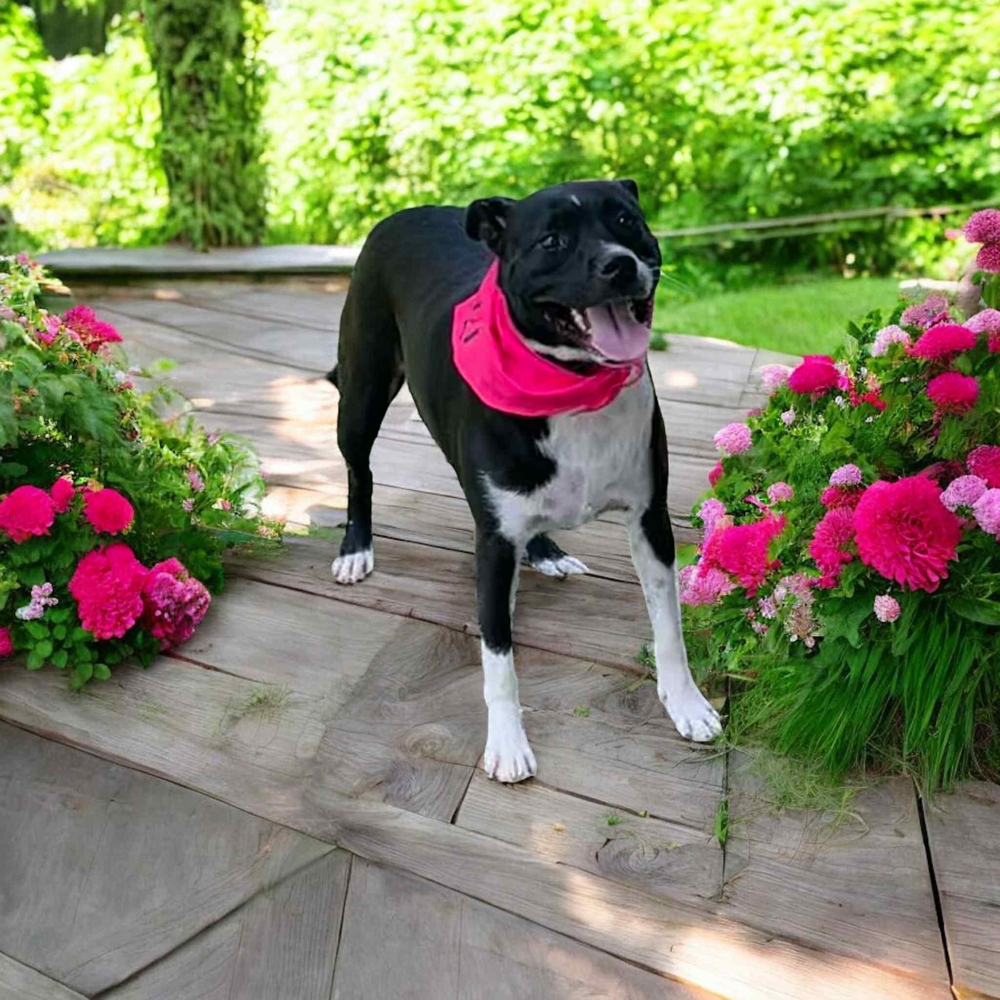 Dog for adoption - Clairee, a Black Labrador Retriever Mix in ...