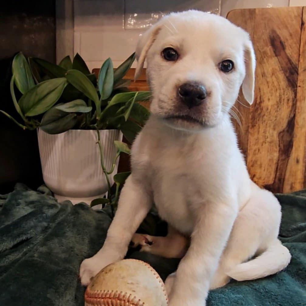 Dog for adoption - Paxton, a Great Pyrenees & Labradoodle Mix in ...