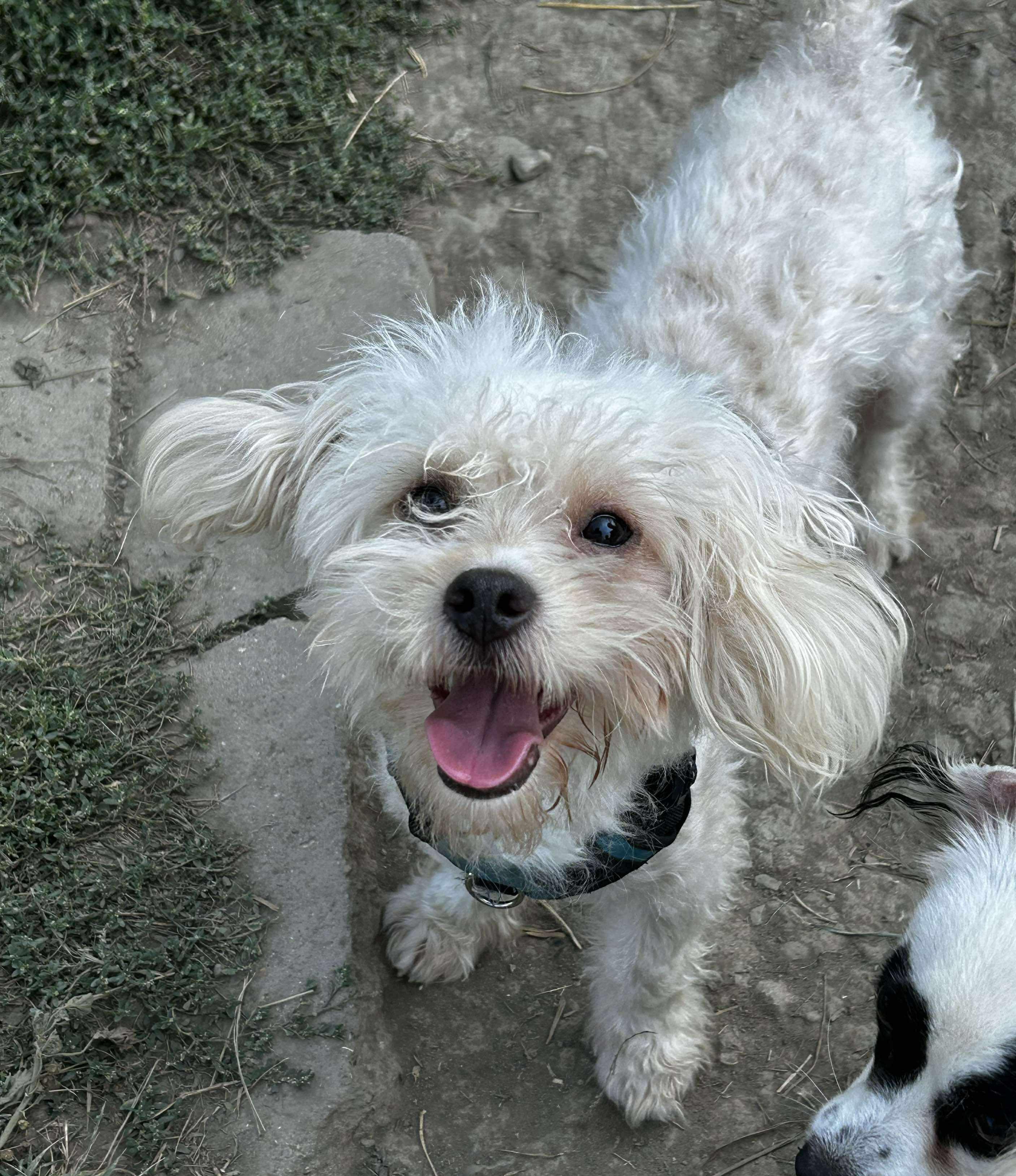Dog for adoption - Bert, a Miniature Poodle Mix in Brunswick, OH ...