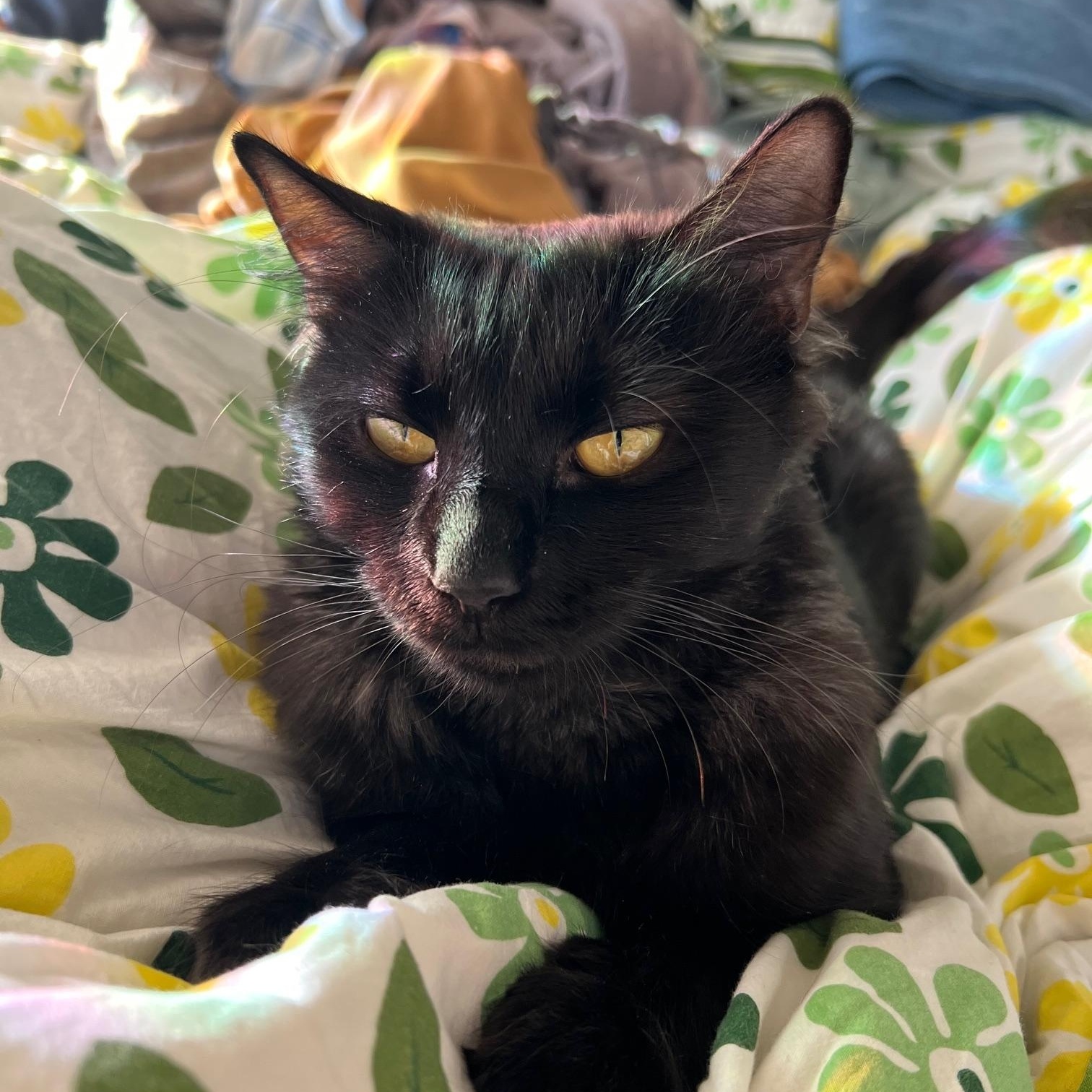 Cat for adoption - Ava, a Domestic Medium Hair Mix in Frisco, TX ...