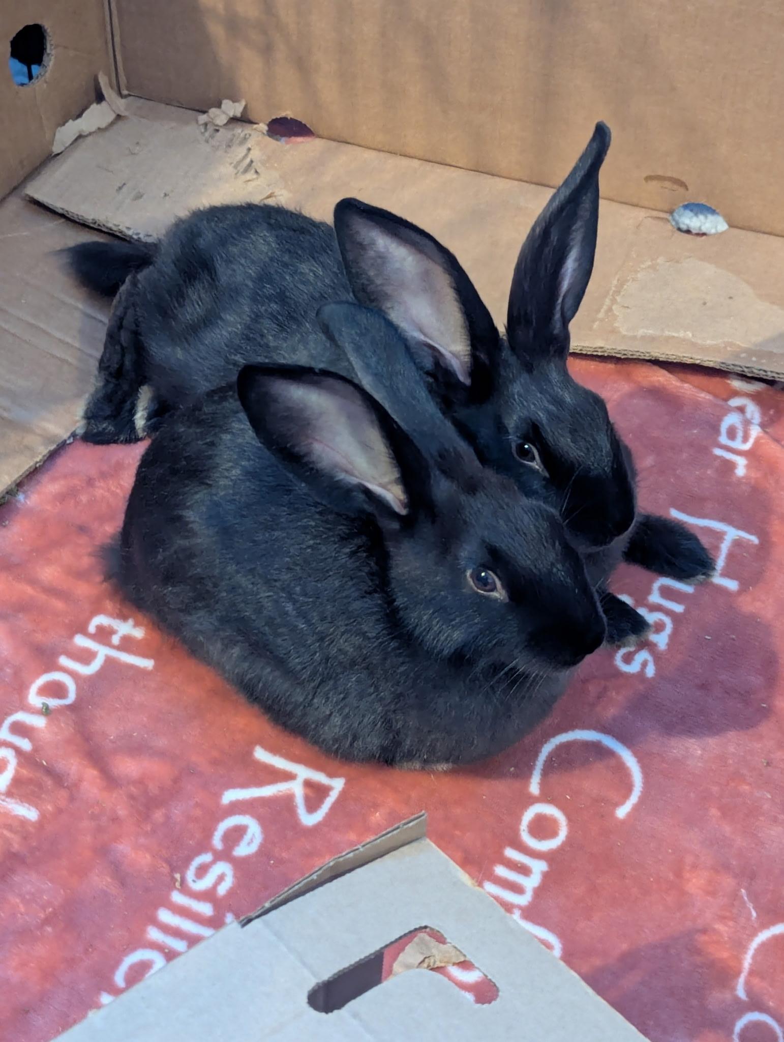 Rabbit for adoption - Malcolm + Ian (bonded pair), a Flemish Giant Mix ...