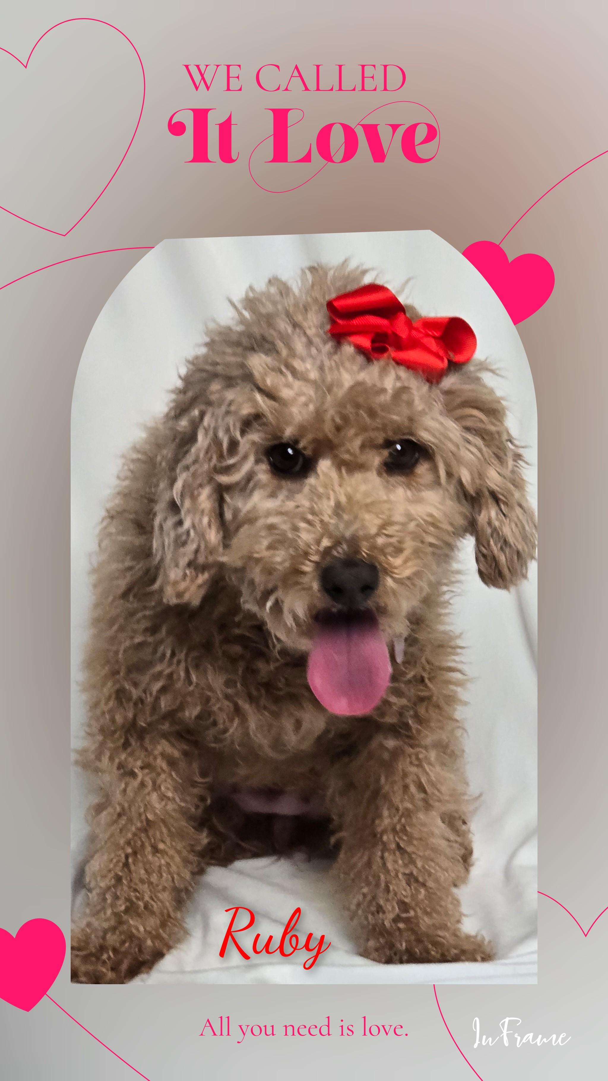 Adopt a Goldendoodle for Sale & Adoption | GetBuddy
