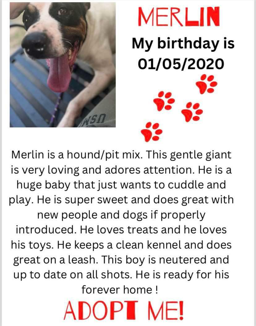 Dog for adoption - Merlin, a Mixed Breed in Clive, IA | Petfinder