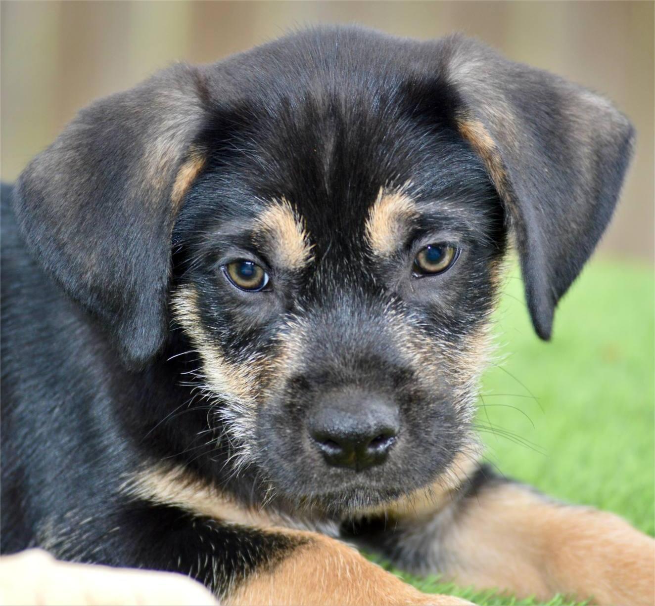 Dog for adoption - Poseidon, a Puggle & Border Terrier Mix in St Louis ...