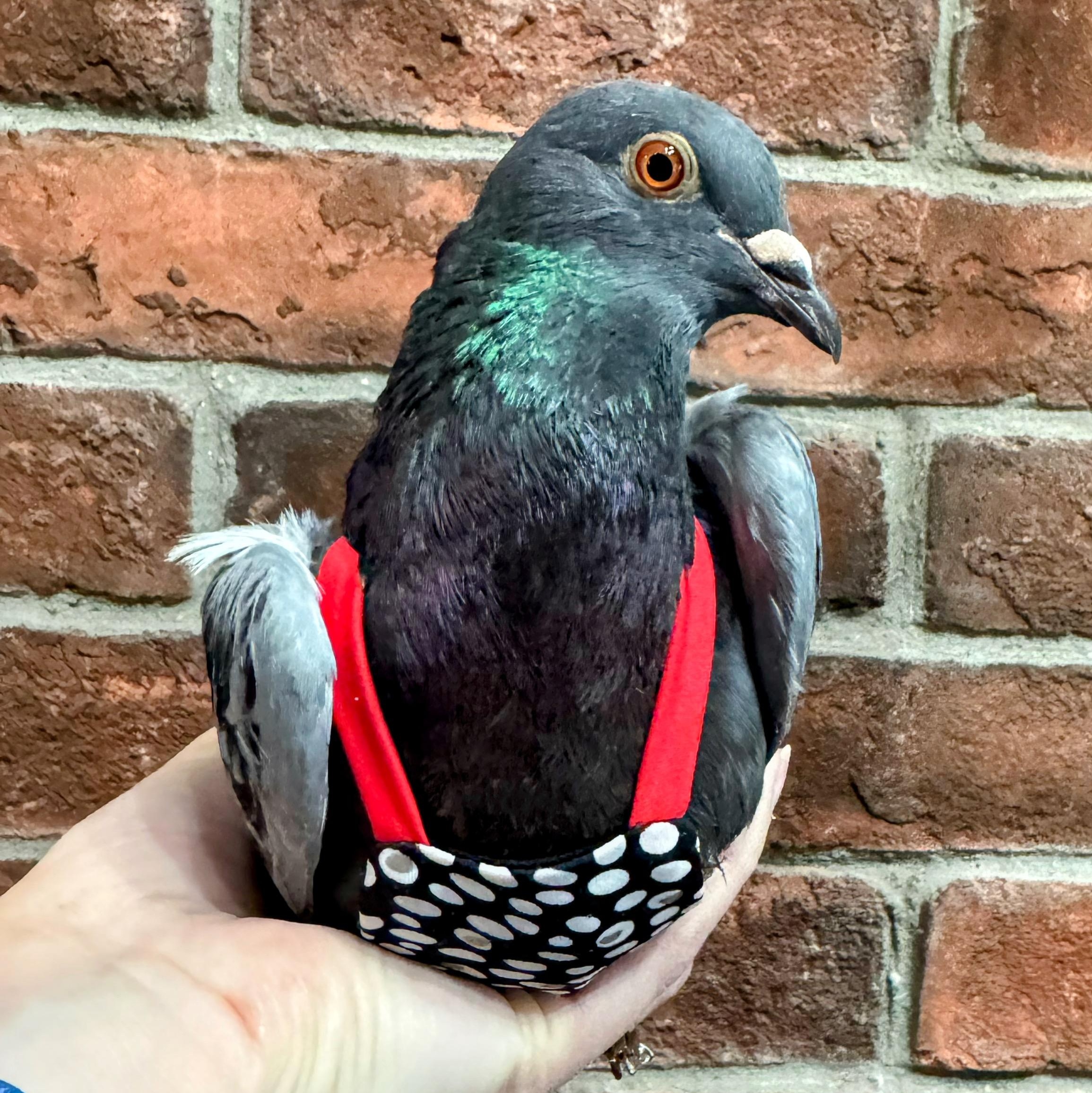 Dove for adoption - Noor, a Pigeon in Chicago, IL | Petfinder