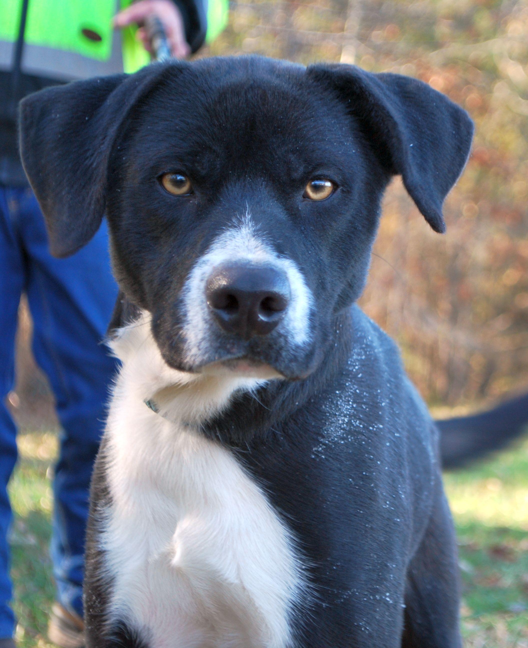 Dog for adoption - Trip, a Labrador Retriever & Terrier Mix in ...