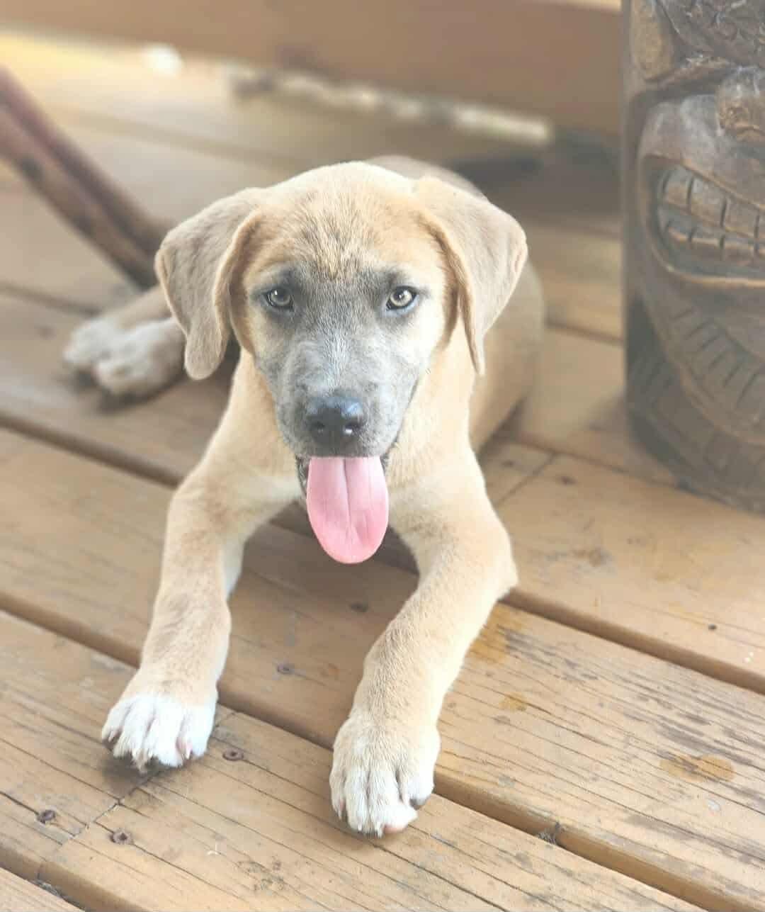 Dog for adoption - Saint, a Labrador Retriever & Black Mouth Cur Mix in ...