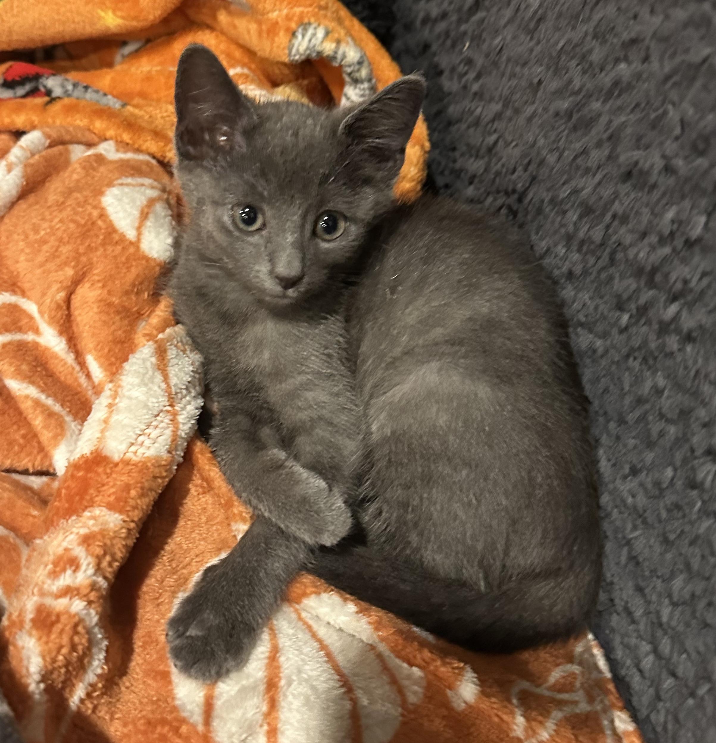 Cat for adoption - Pippin, a Domestic Short Hair Mix in South Park, PA | Petfinder