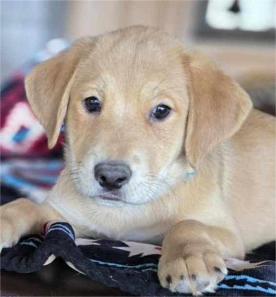 Dog for adoption - Machu Pucchu, a Golden Retriever & Labrador Retriever Mix in Brattleboro, VT ...