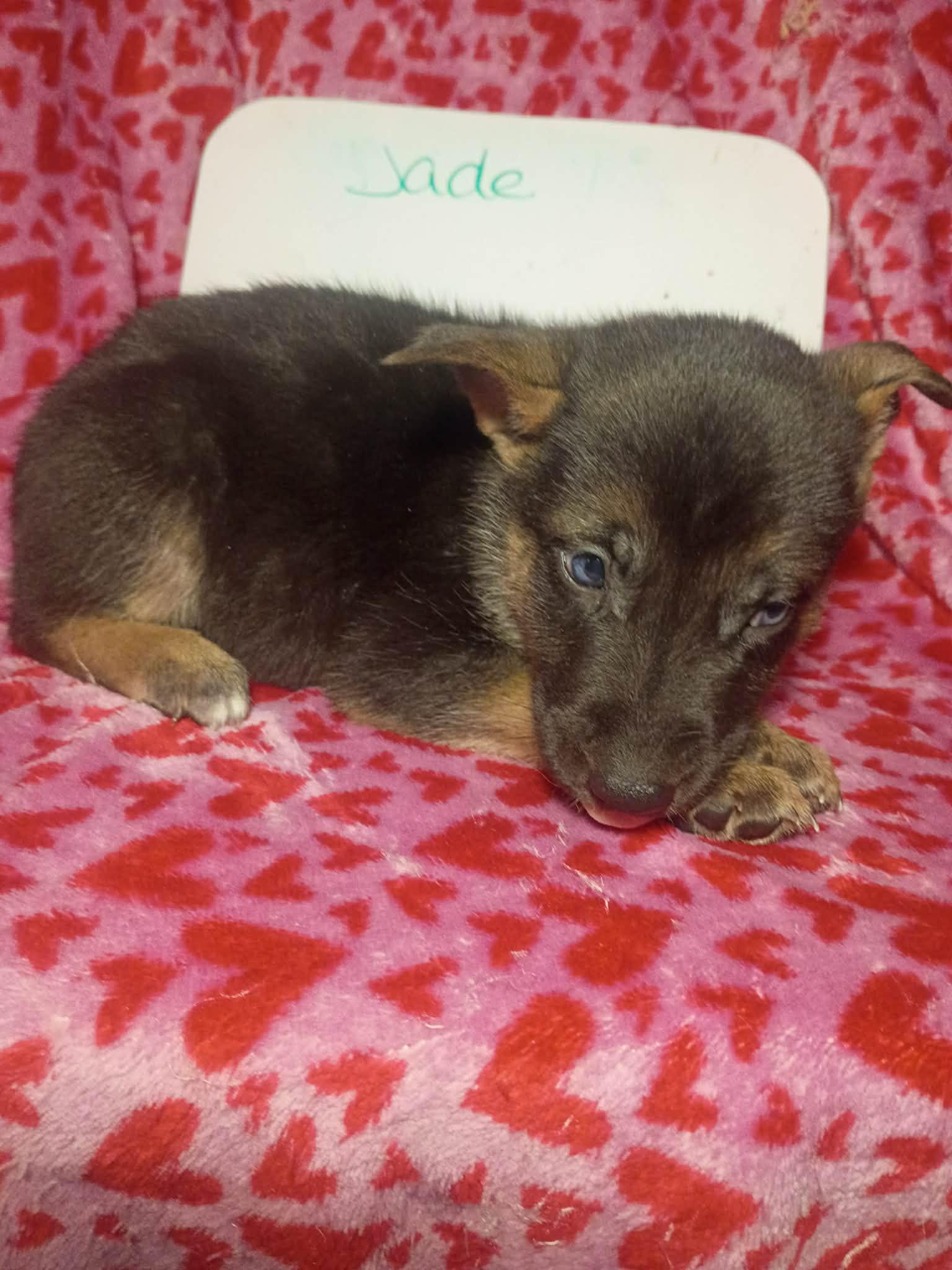 Dog for adoption - JADE GS, a German Shepherd Dog Mix in St Joseph, MI ...