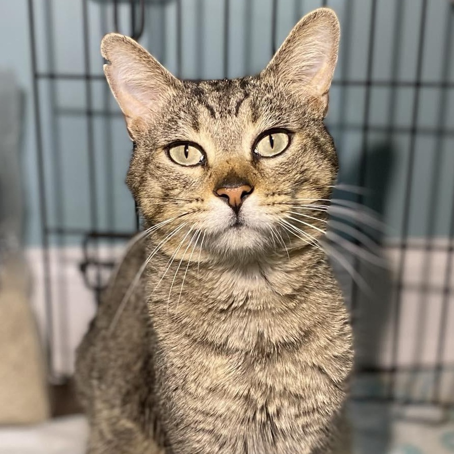 Cat for adoption - Floyd, a Domestic Short Hair in Fort Oglethorpe, GA ...