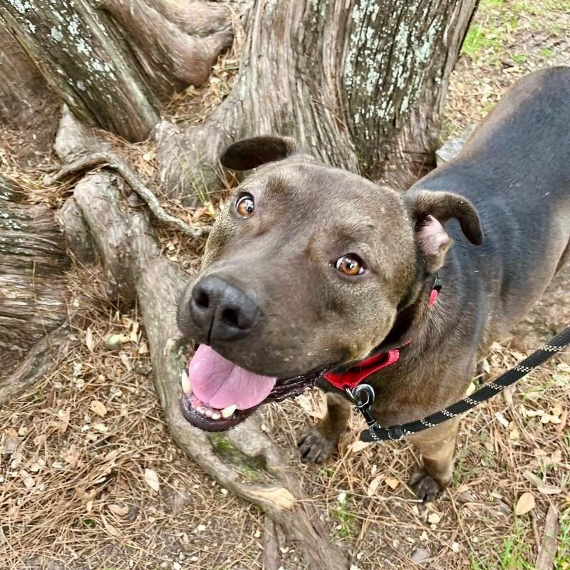 Dog for adoption - Poo-ka Nacua wants to love you, an American ...