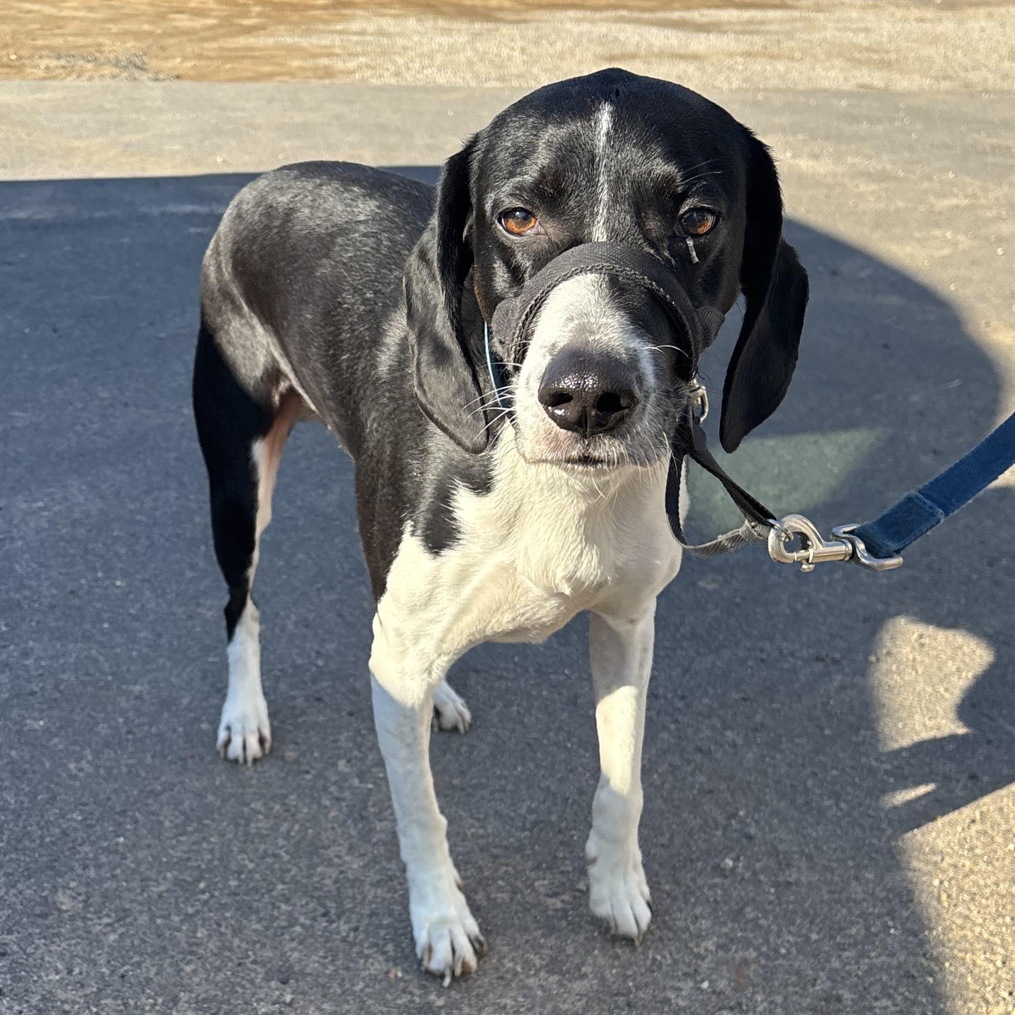 Dog for adoption - Scott, a Spaniel & Beagle Mix in Washington, DC ...