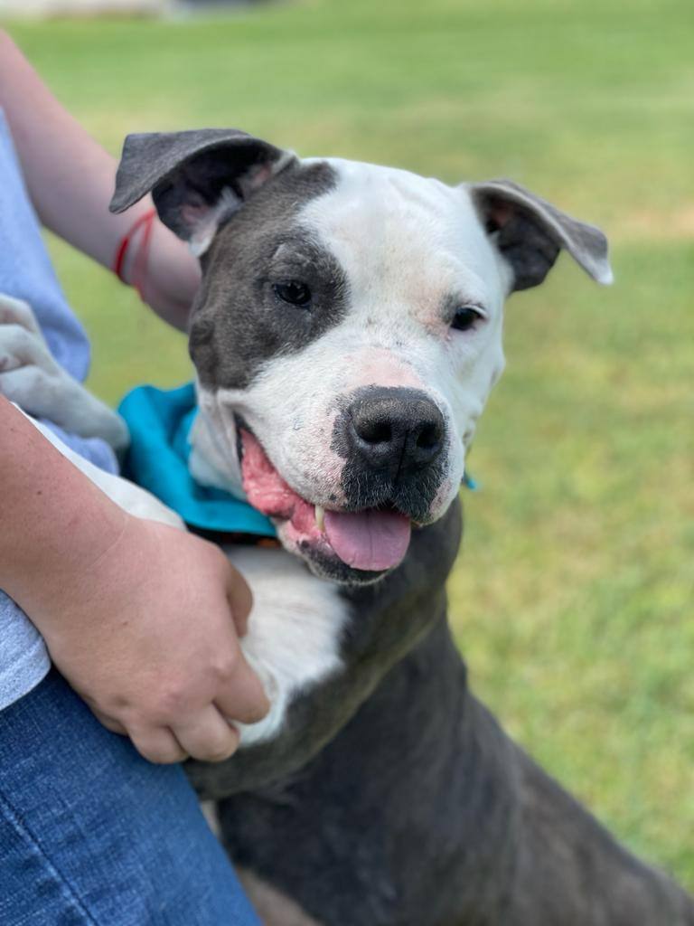 Dog for adoption - Hope, an American Bully in Kutztown, PA | Petfinder