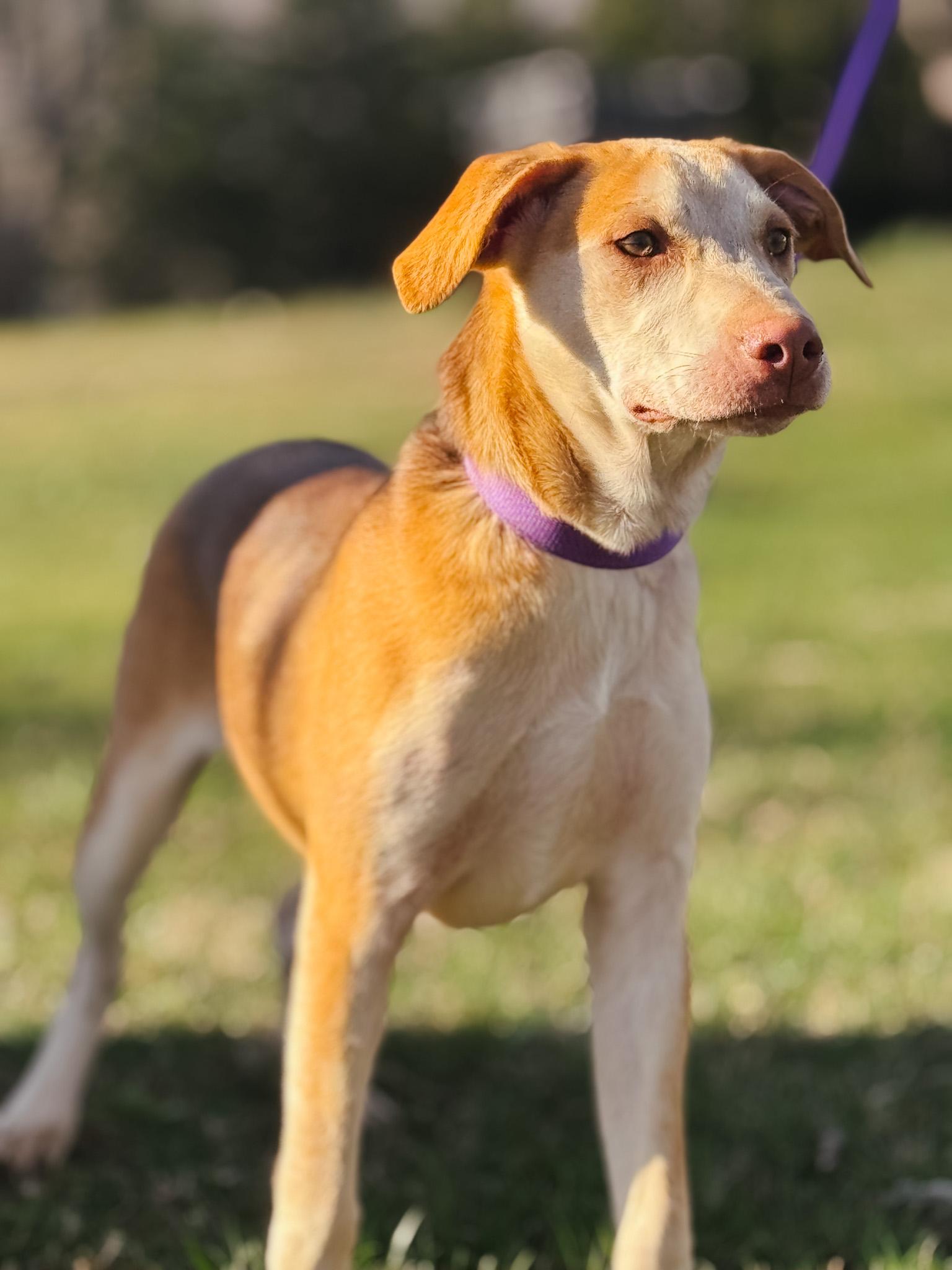 Dog for adoption - Stella - Transport, a Labrador Retriever Mix in ...