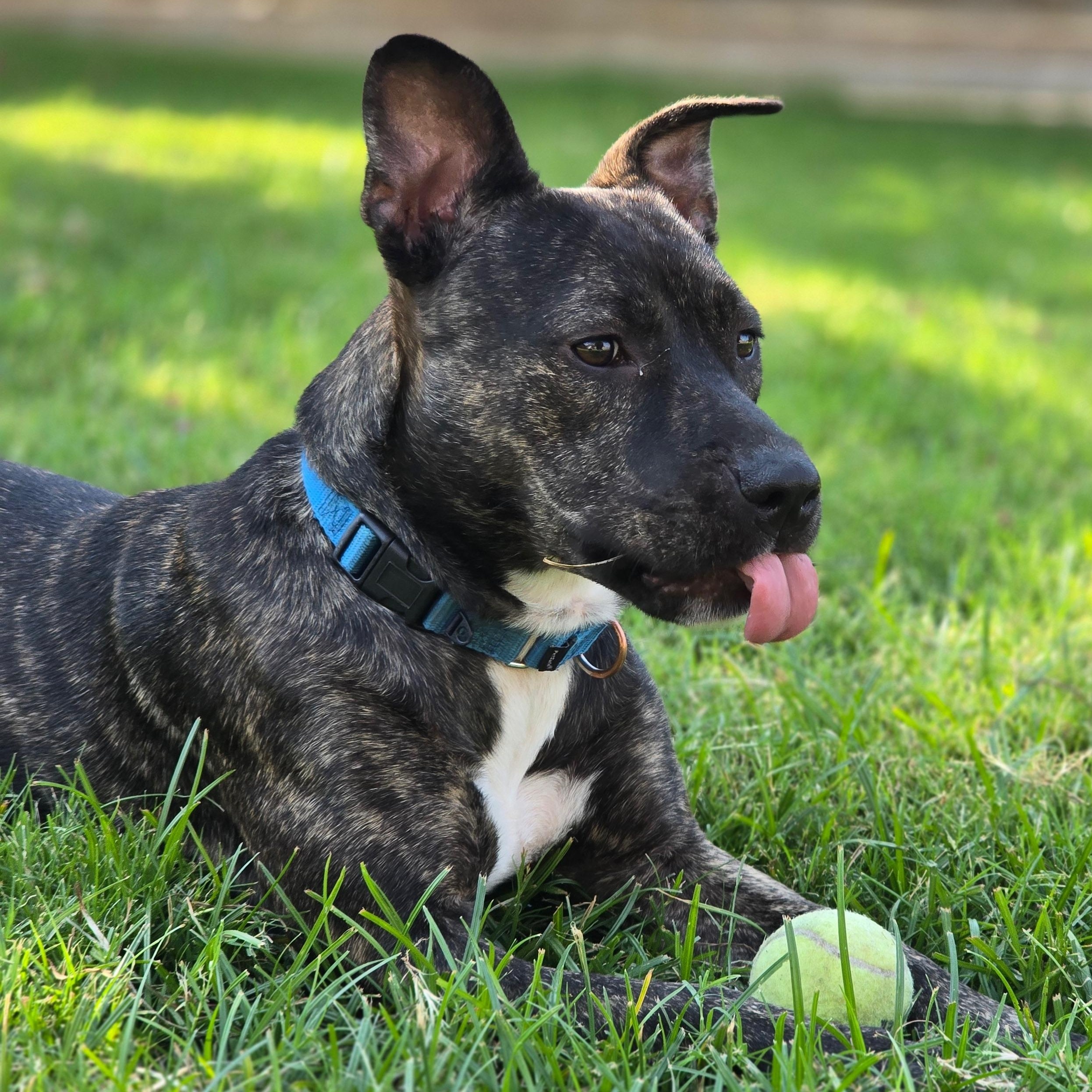 Dog for adoption - peanut, a Mountain Cur Mix in Krum, TX | Petfinder