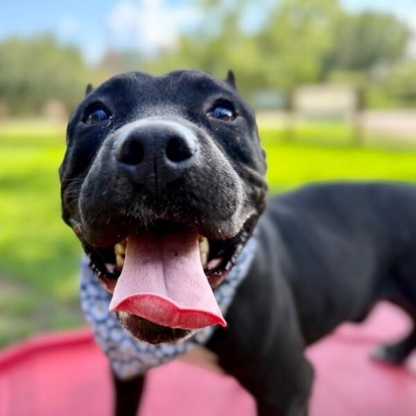 Dog for adoption - Winston Wiggles Lovebug the 1st, an American Staffordshire Terrier & Pit Bull ...