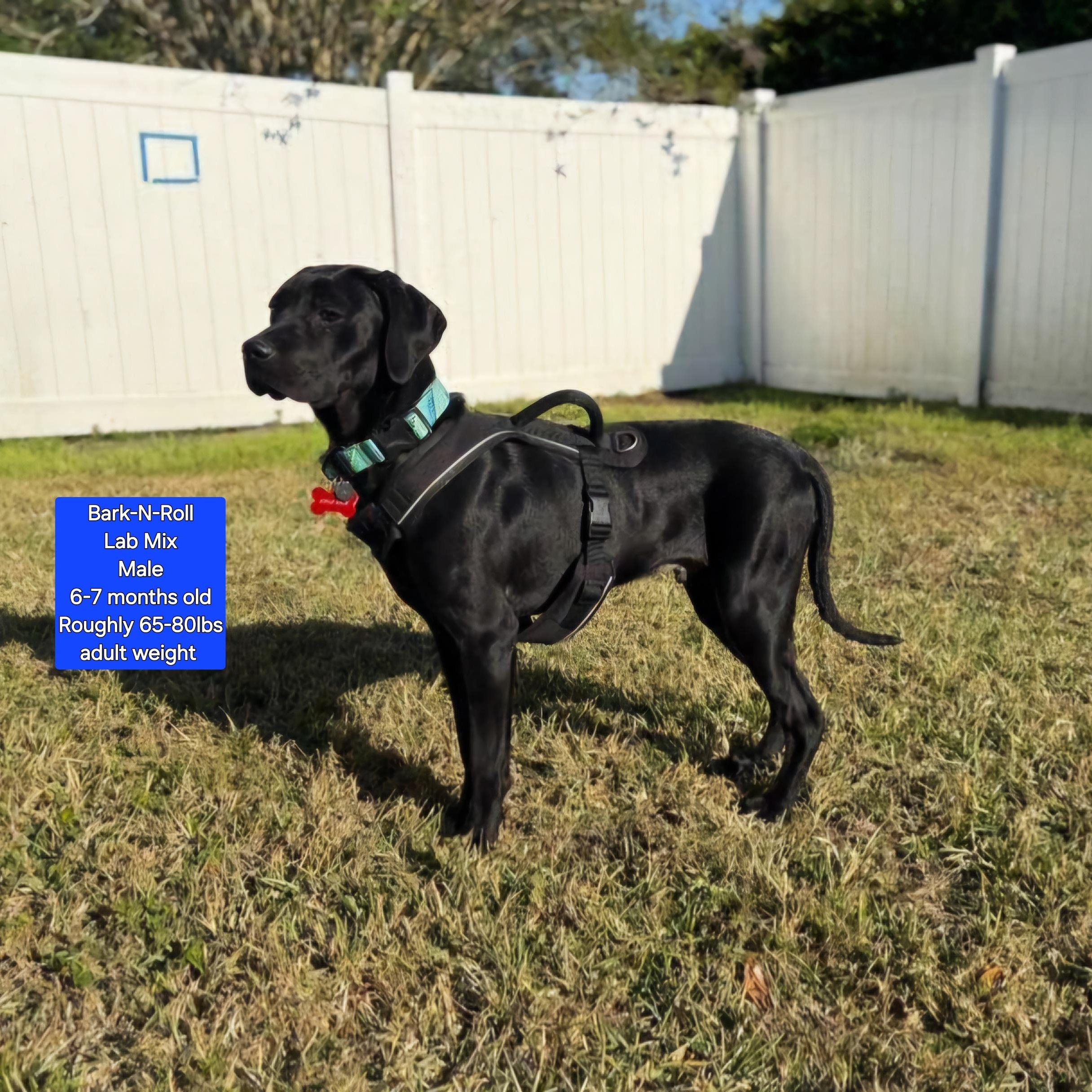 Dog for adoption - Bark-N-Roll, a Black Labrador Retriever Mix in ...