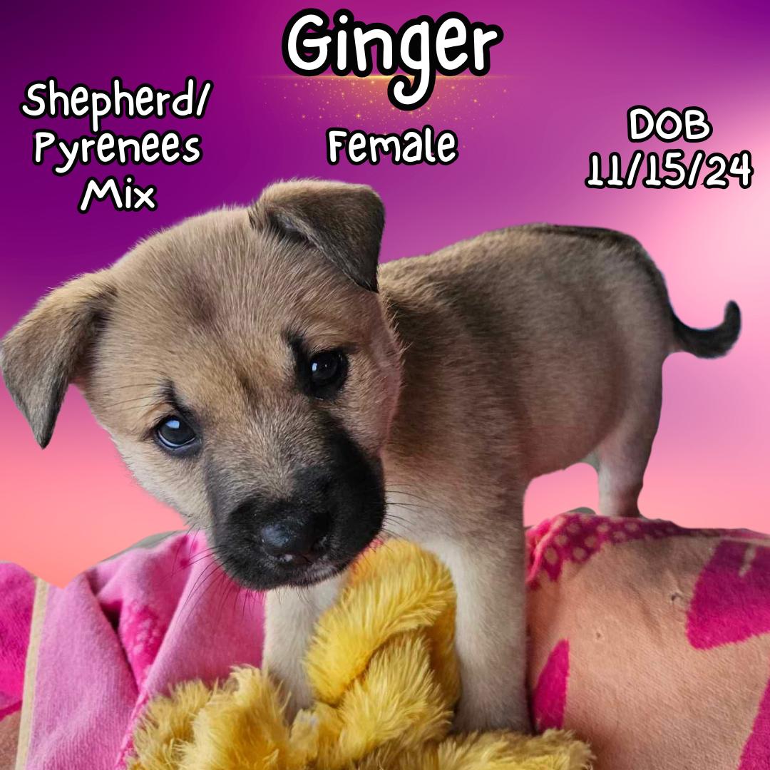 Dog for adoption - Ginger, a German Shepherd Dog & Great Pyrenees Mix ...