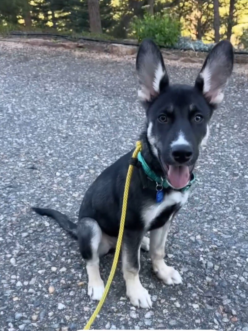 Dog for adoption - Searcy, a German Shepherd Dog & Husky Mix in Boulder ...