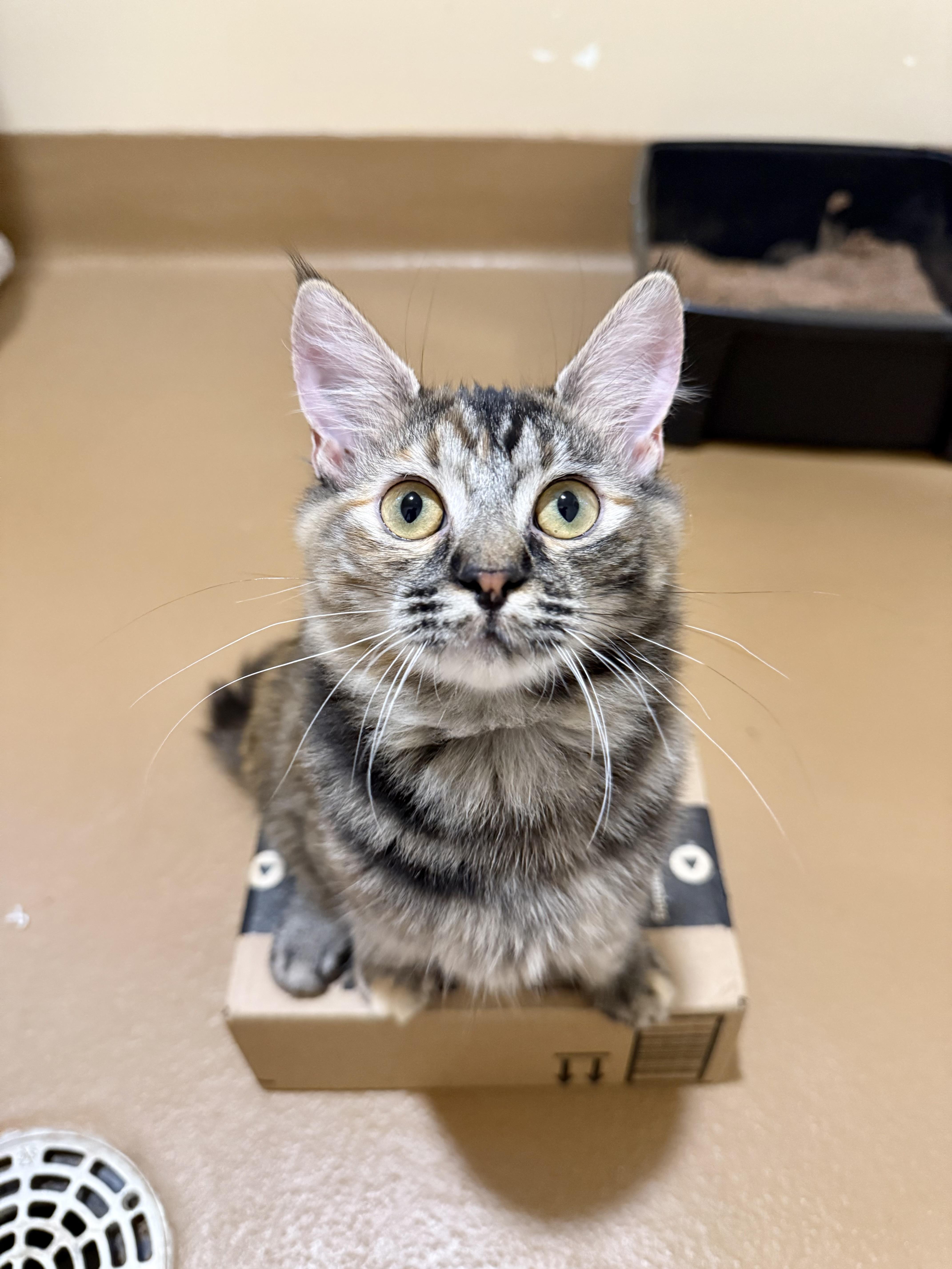 Cat for adoption - Prissy, a Domestic Medium Hair Mix in Agoura Hills ...